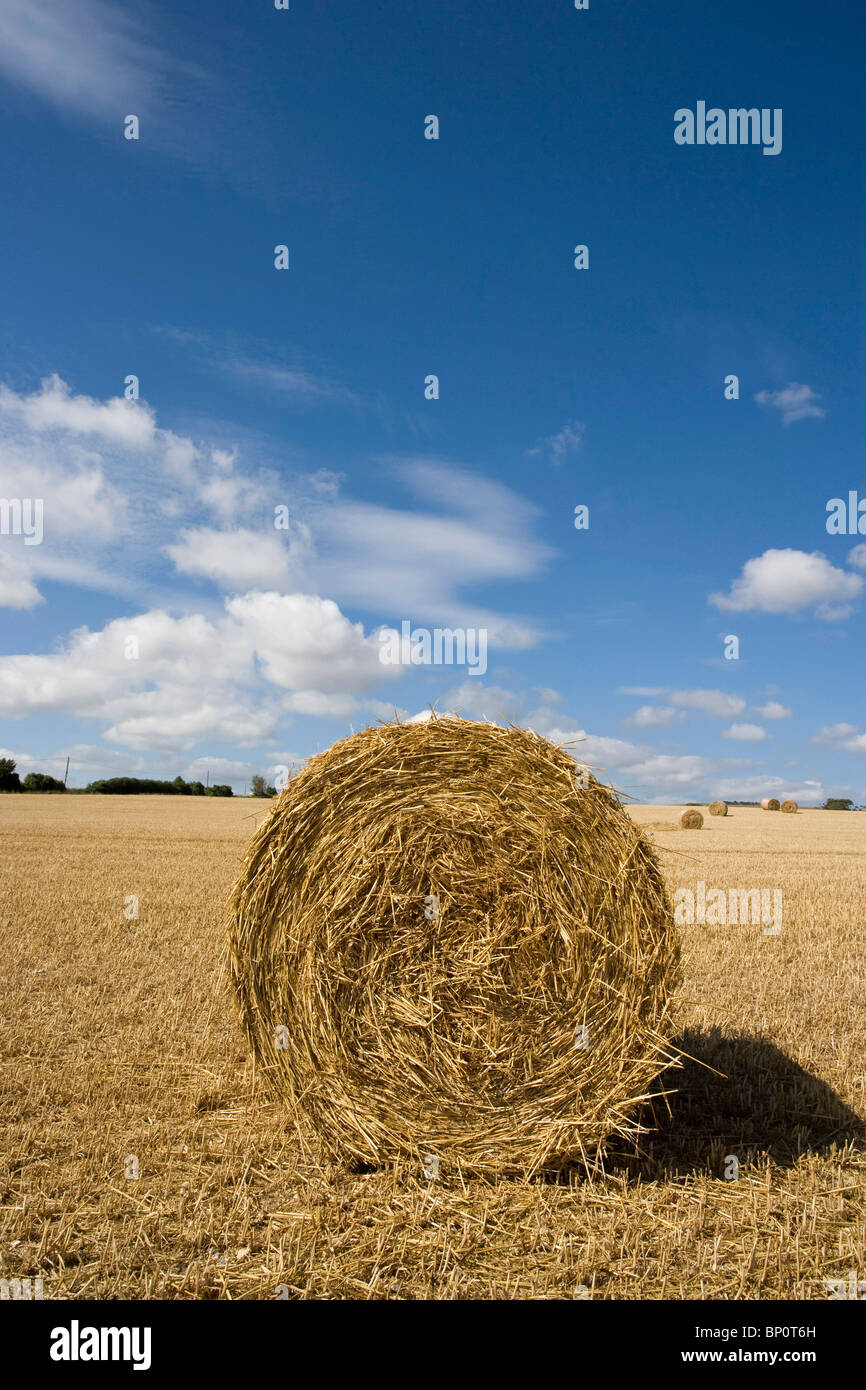 Roundels of Cut Hay at Harvest Time Stock Photo - Alamy