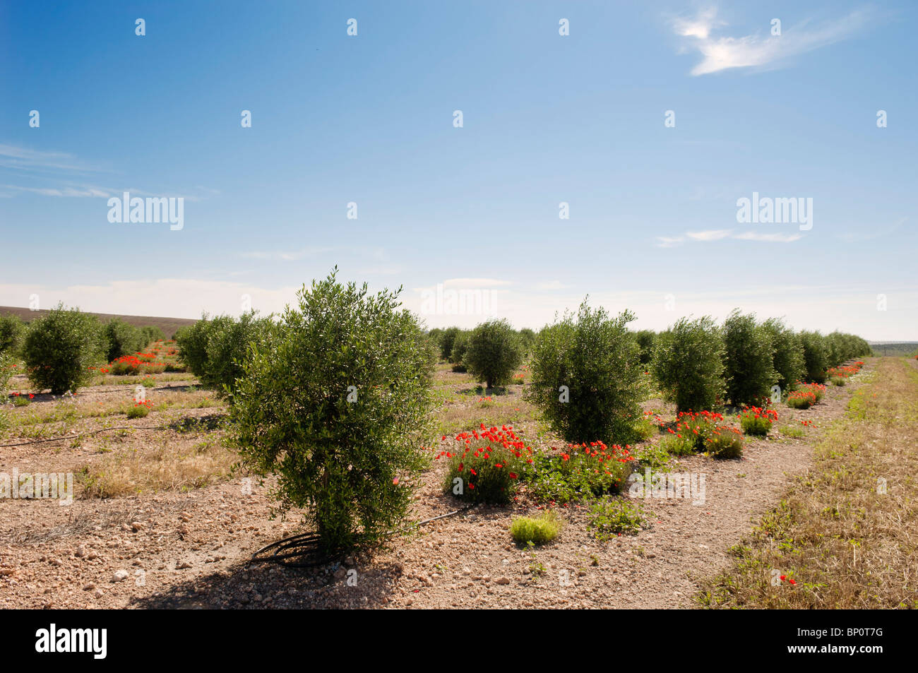 Olive tree irrigation system hi-res stock photography and images - Alamy