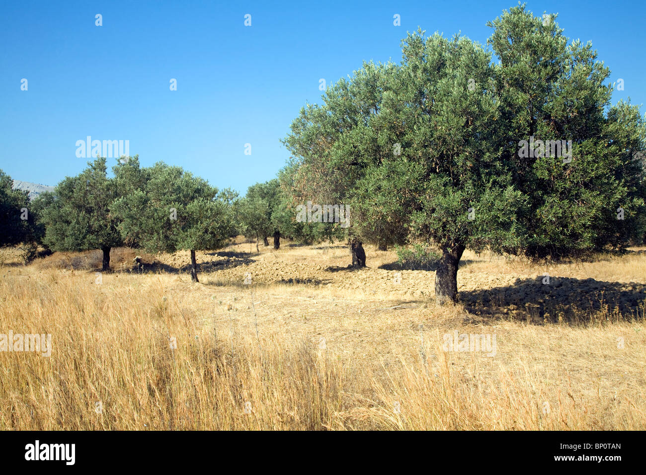 Olive Trees Greece High Resolution Stock Photography and Images - Alamy