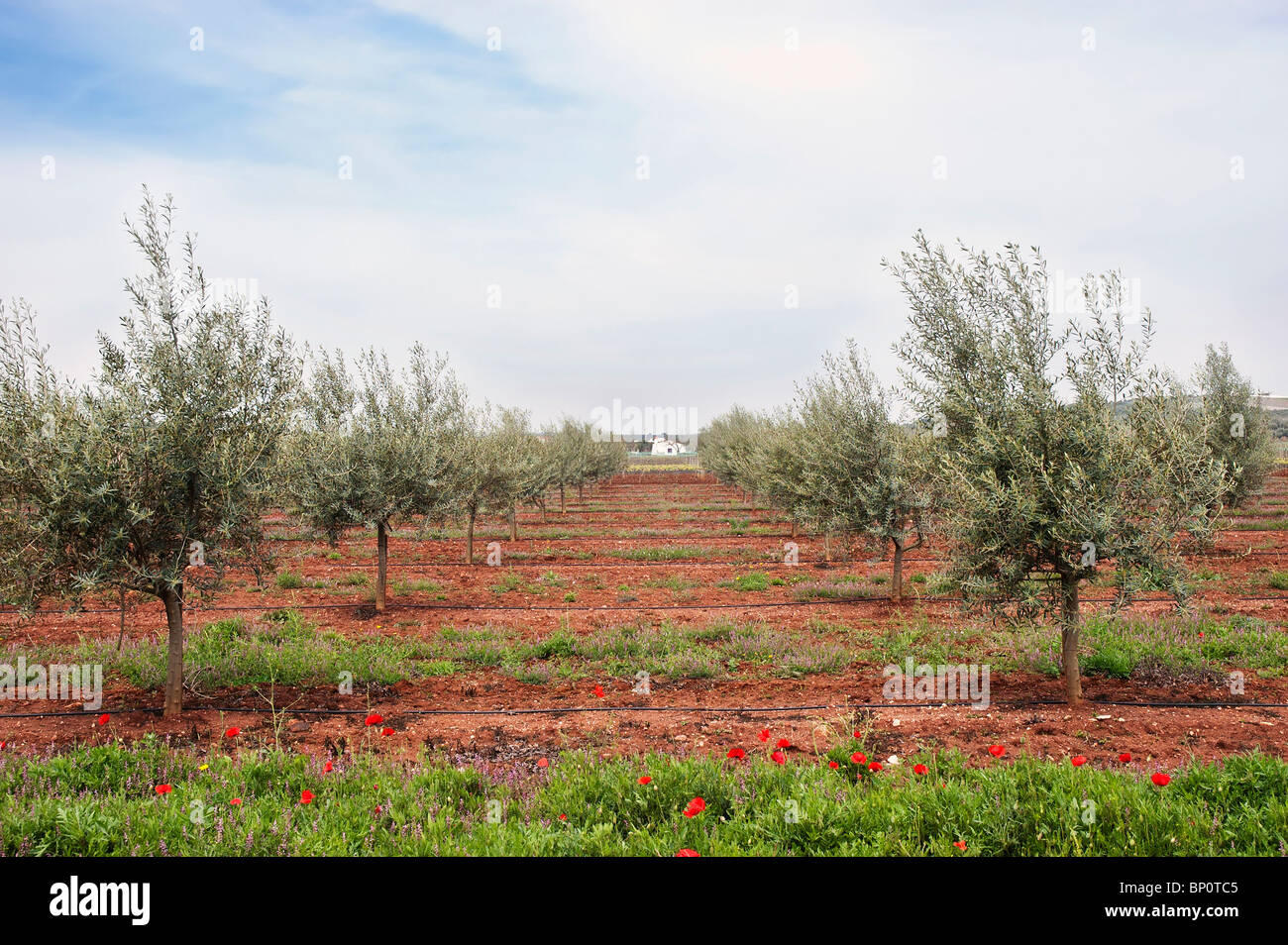 Olive grove with drip irrigation system, Alentejo, Portugal Stock Photo ...