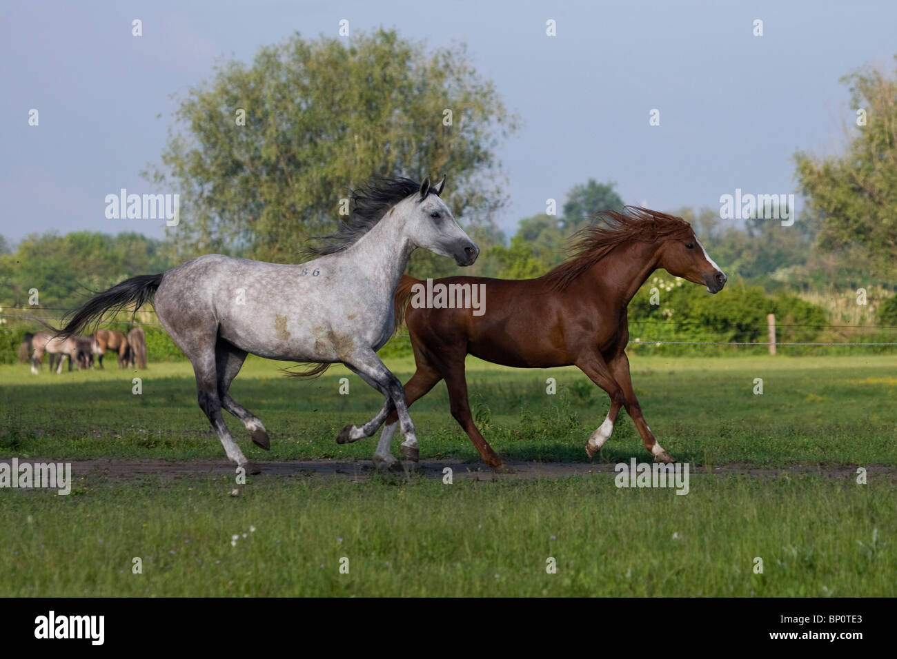 Babolna Hungary Horse Arab Stud National historic Stock Photo - Alamy