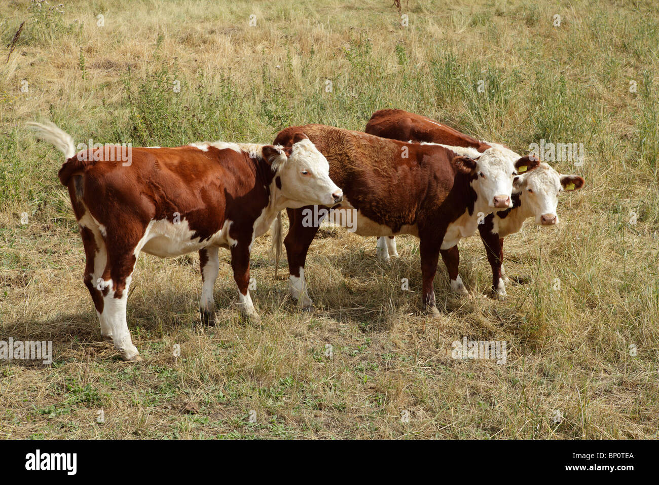 Three young cows grazing in a field. Two of them are looking at camera ...