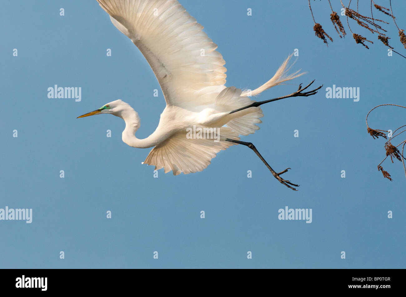 A graceful Great Egret, Egretta alba, in flight Stock Photo - Alamy