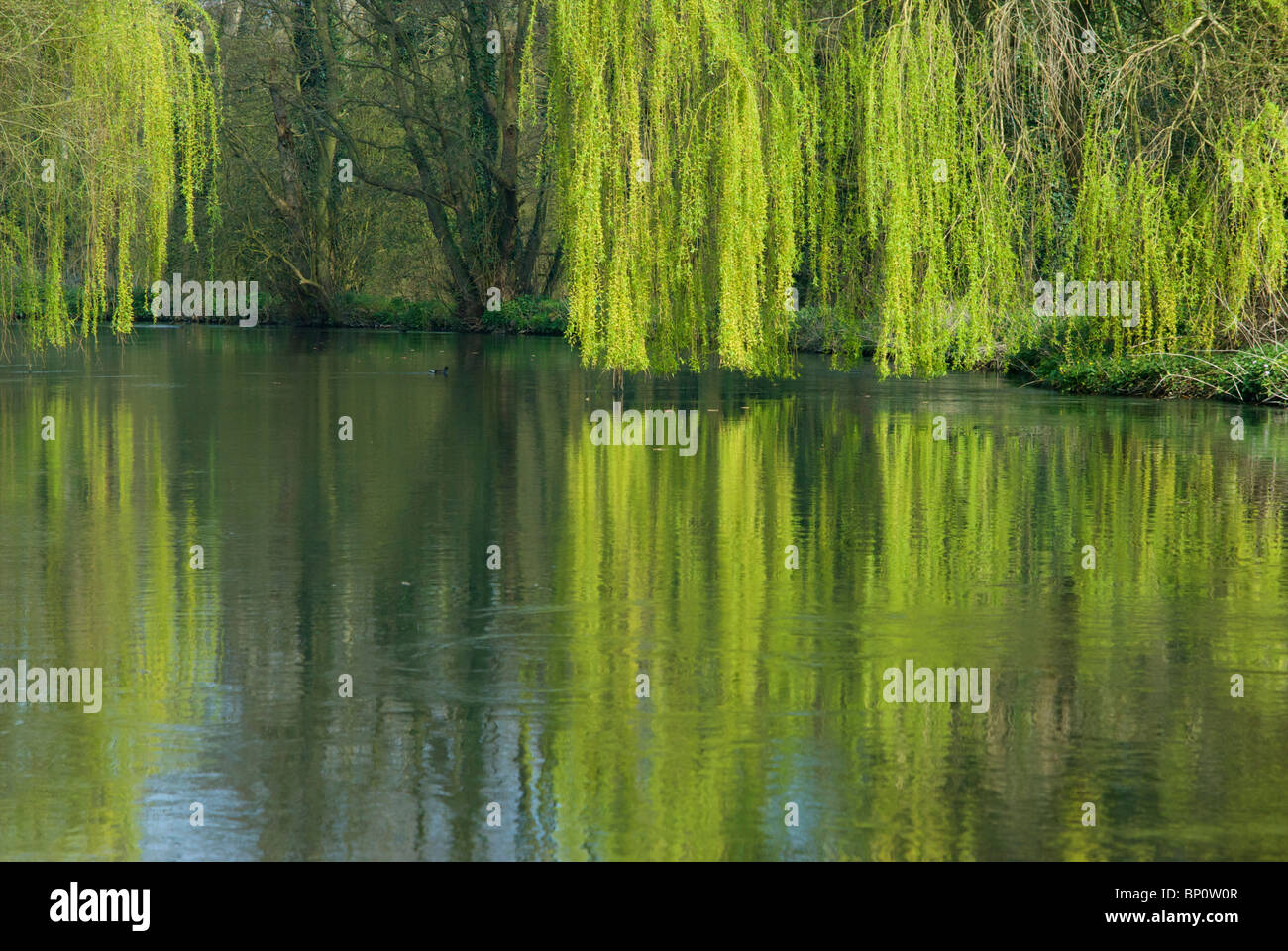Green weeping willow reflecting in water, Sulhampstead, Berkshire Stock ...