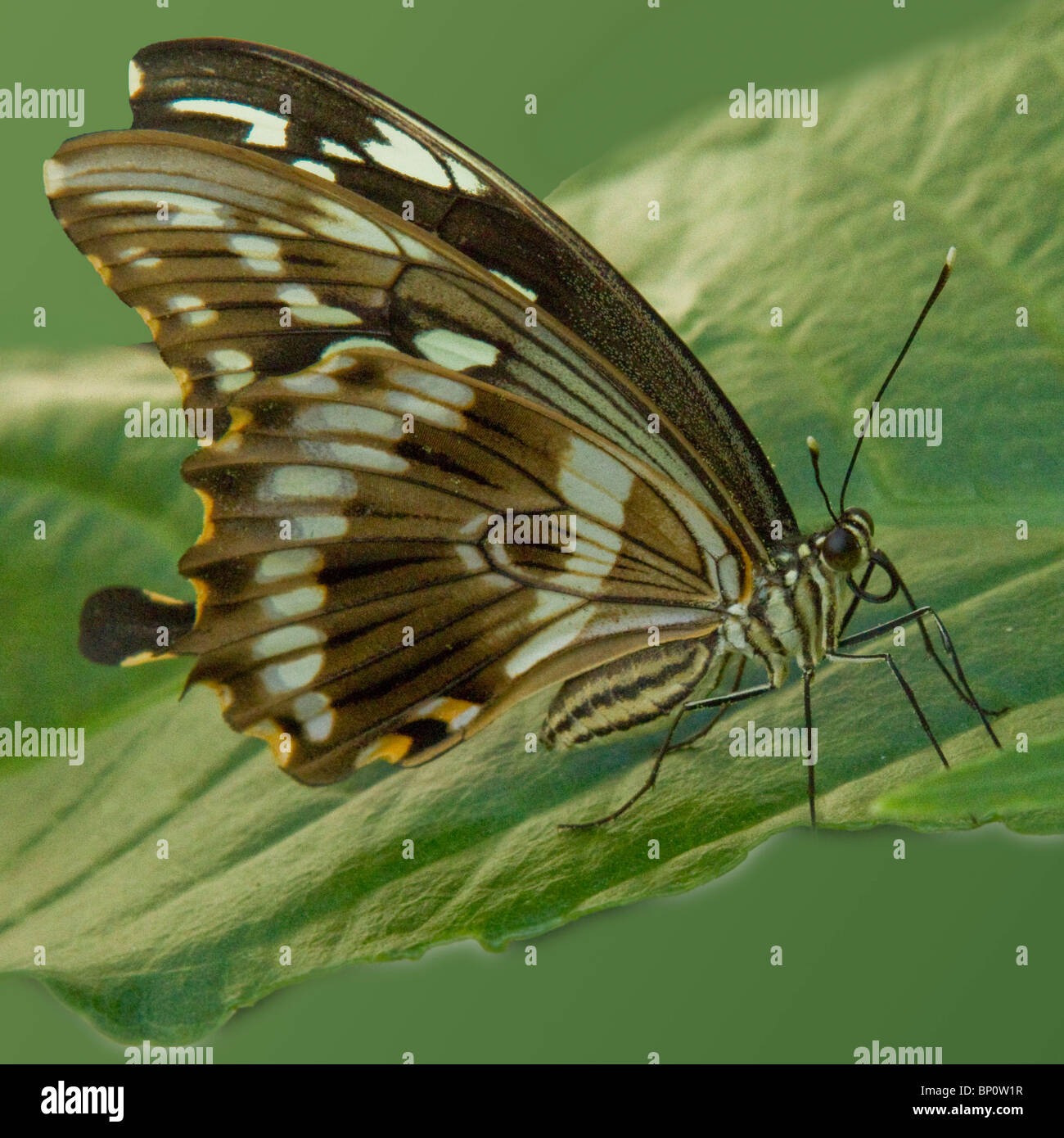 Giant Charaxes Charaxes castor Stock Photo - Alamy