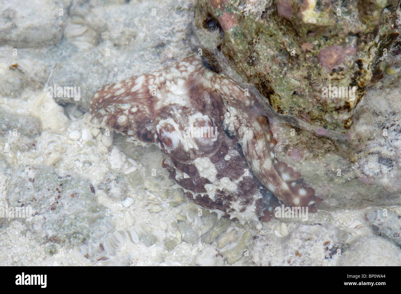 Octopus camouflage hi-res stock photography and images - Alamy