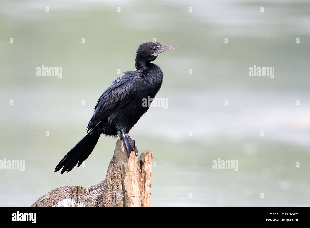 A Little Cormorant (Microcarbo niger) on a tree stump on the banks of ...