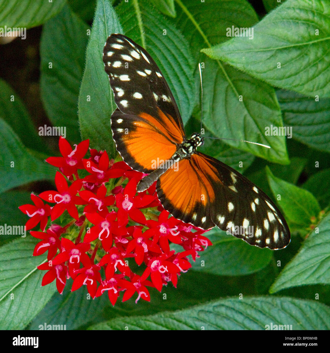 Nymphalidae subfamily hi-res stock photography and images - Alamy