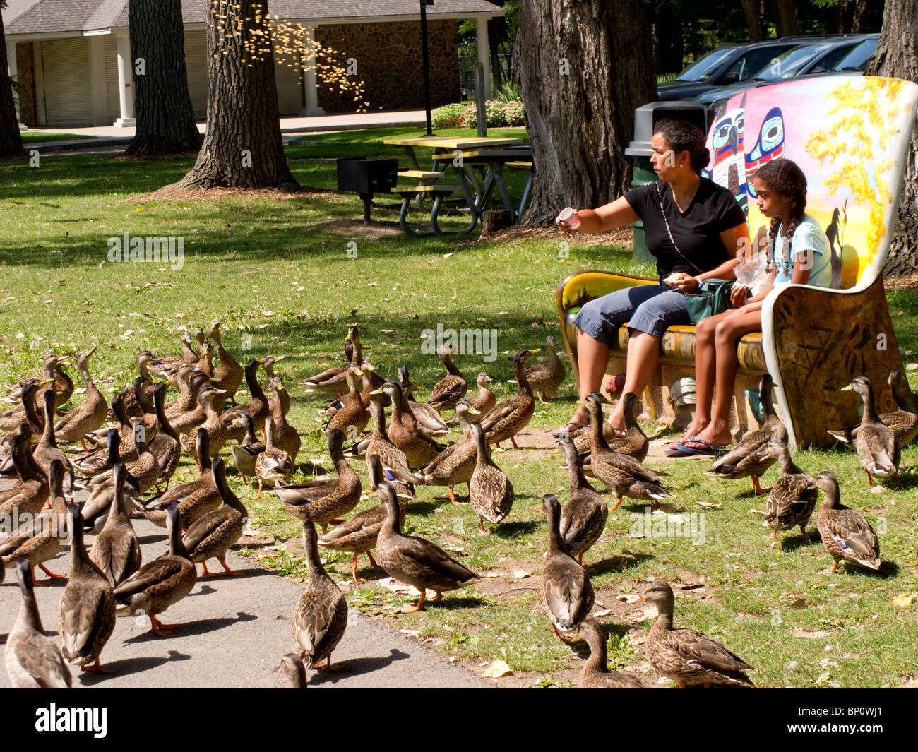 Mallard ducks begging for food along the Erie Canal Stock Photo - Alamy