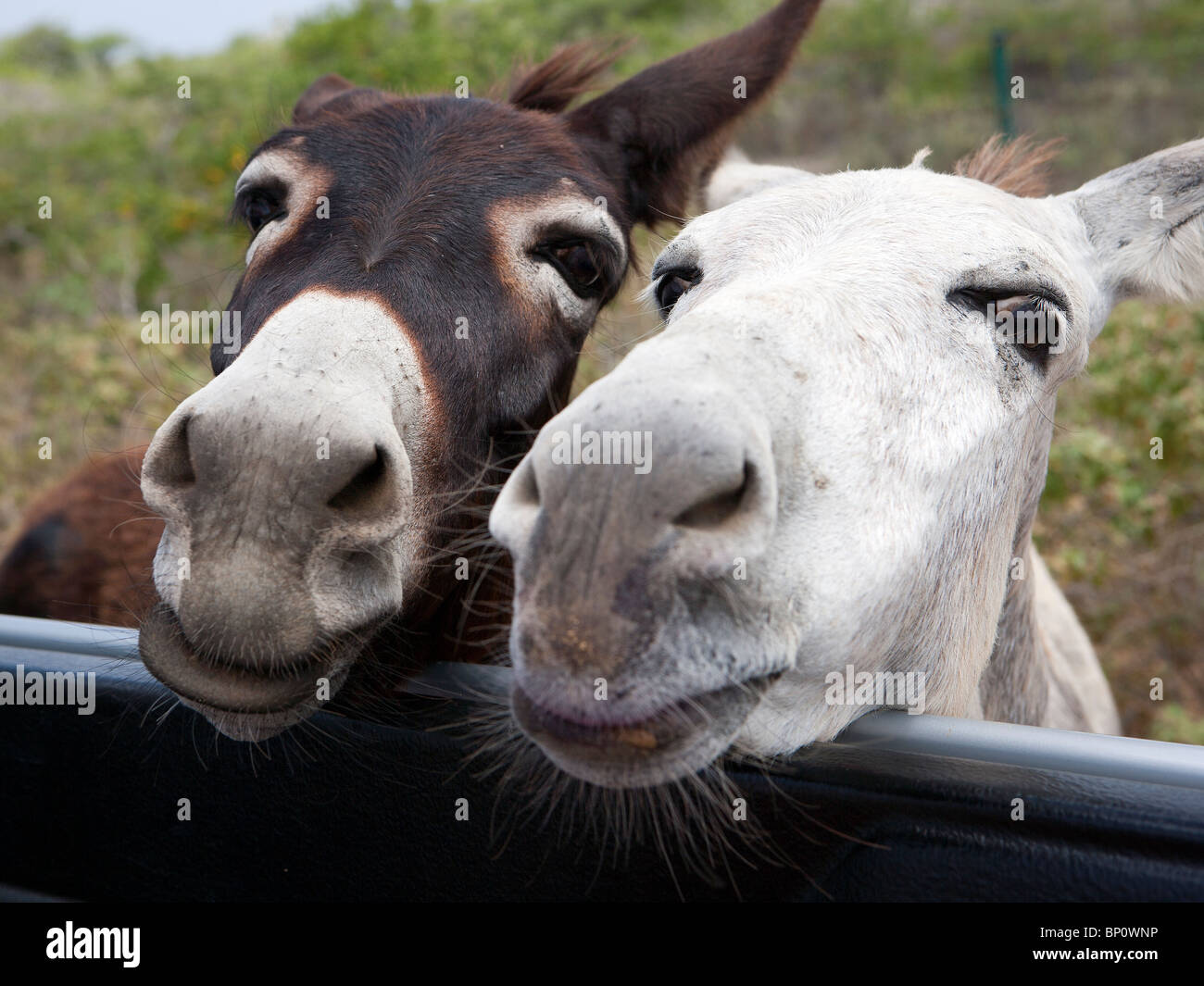 two donkeys approaching a car. Bonaire, Netherland Antilles, Caribbean ...