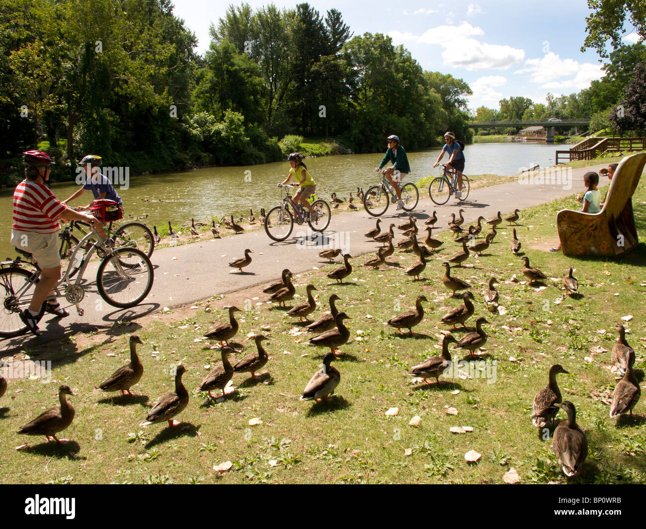 Mallard ducks eating hi-res stock photography and images - Alamy