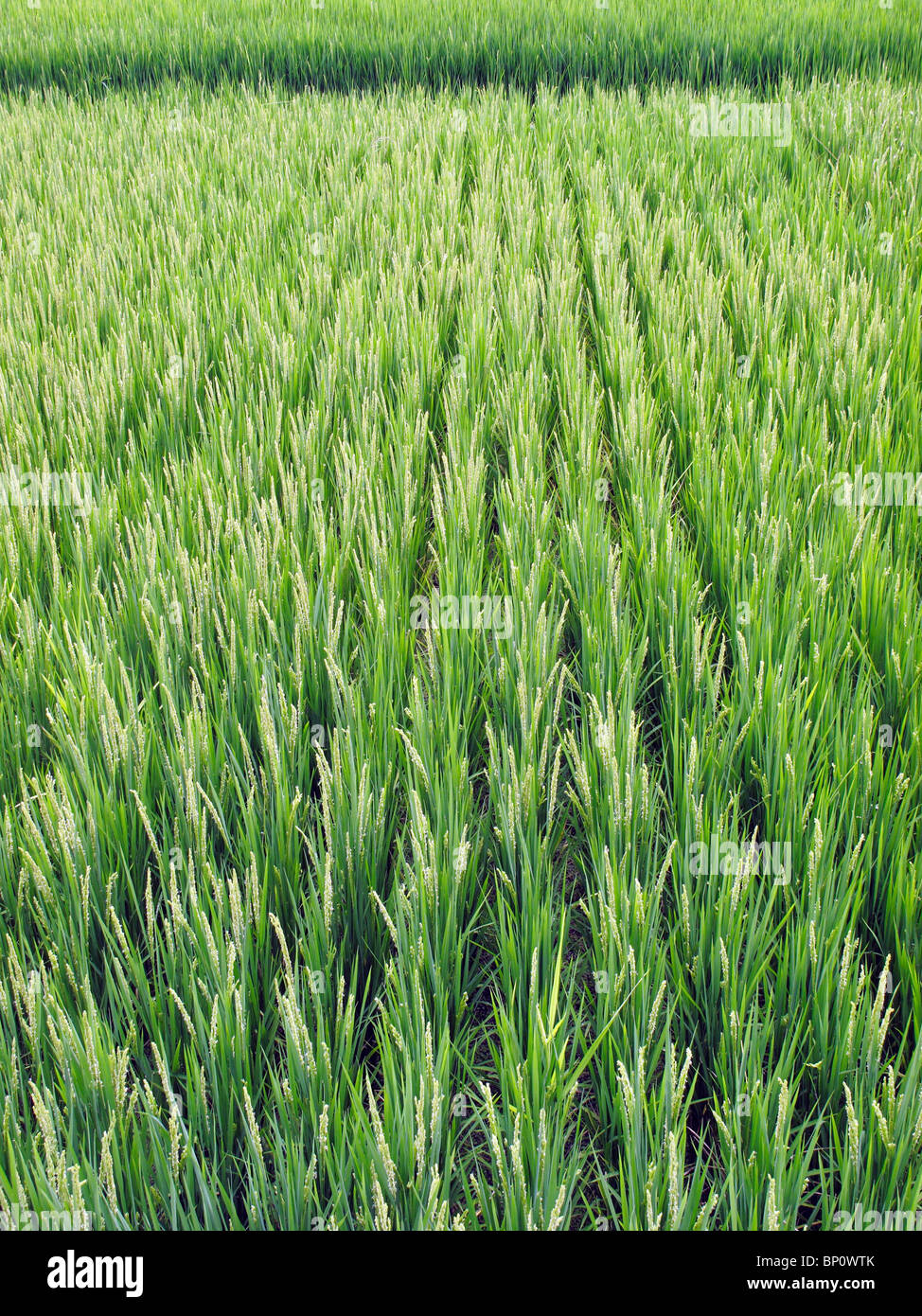 China, Yunnan province, Dali, rice field Stock Photo - Alamy