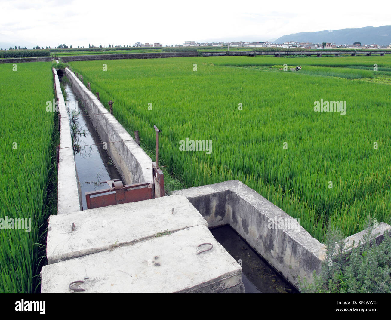China, Yunnan province, Dali, rice field Stock Photo - Alamy