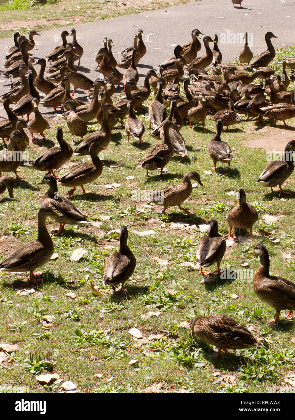 Mallard ducks eating hi-res stock photography and images - Alamy