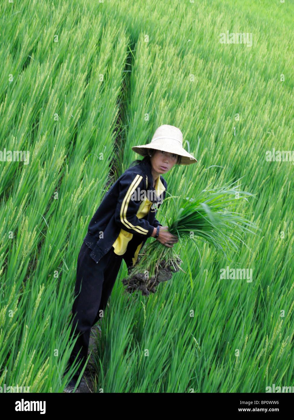 China, Yunnan province, Dali, rice field Stock Photo - Alamy