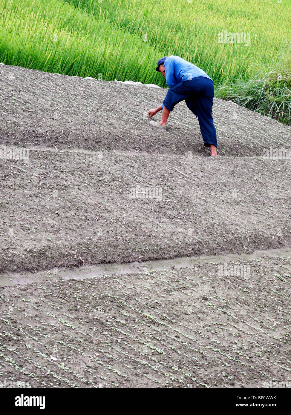 China, Yunnan province, Dali, man working in field Stock Photo - Alamy