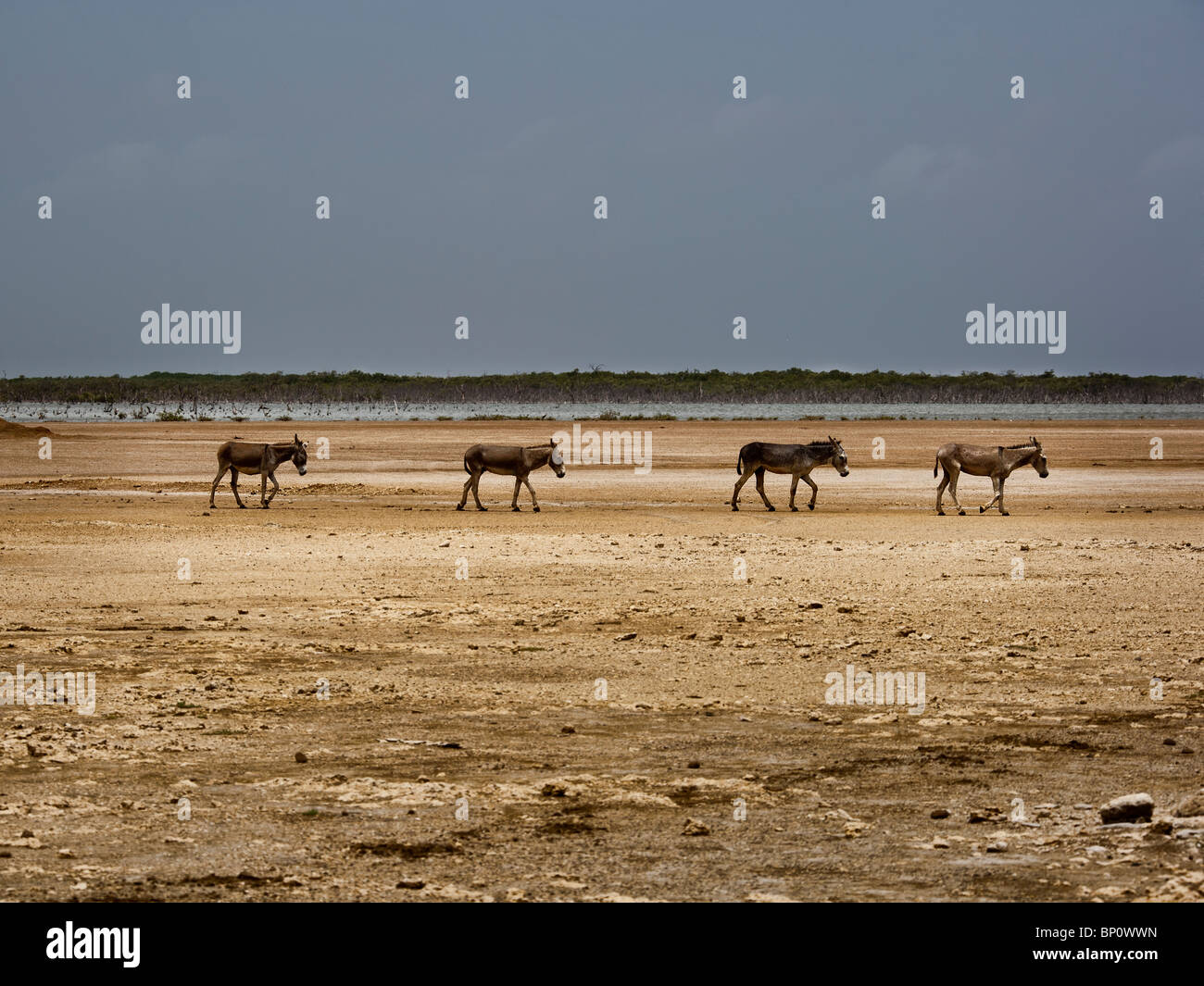 wild donkeys line-up in the savanna. Bonaire, Netherland Antilles ...