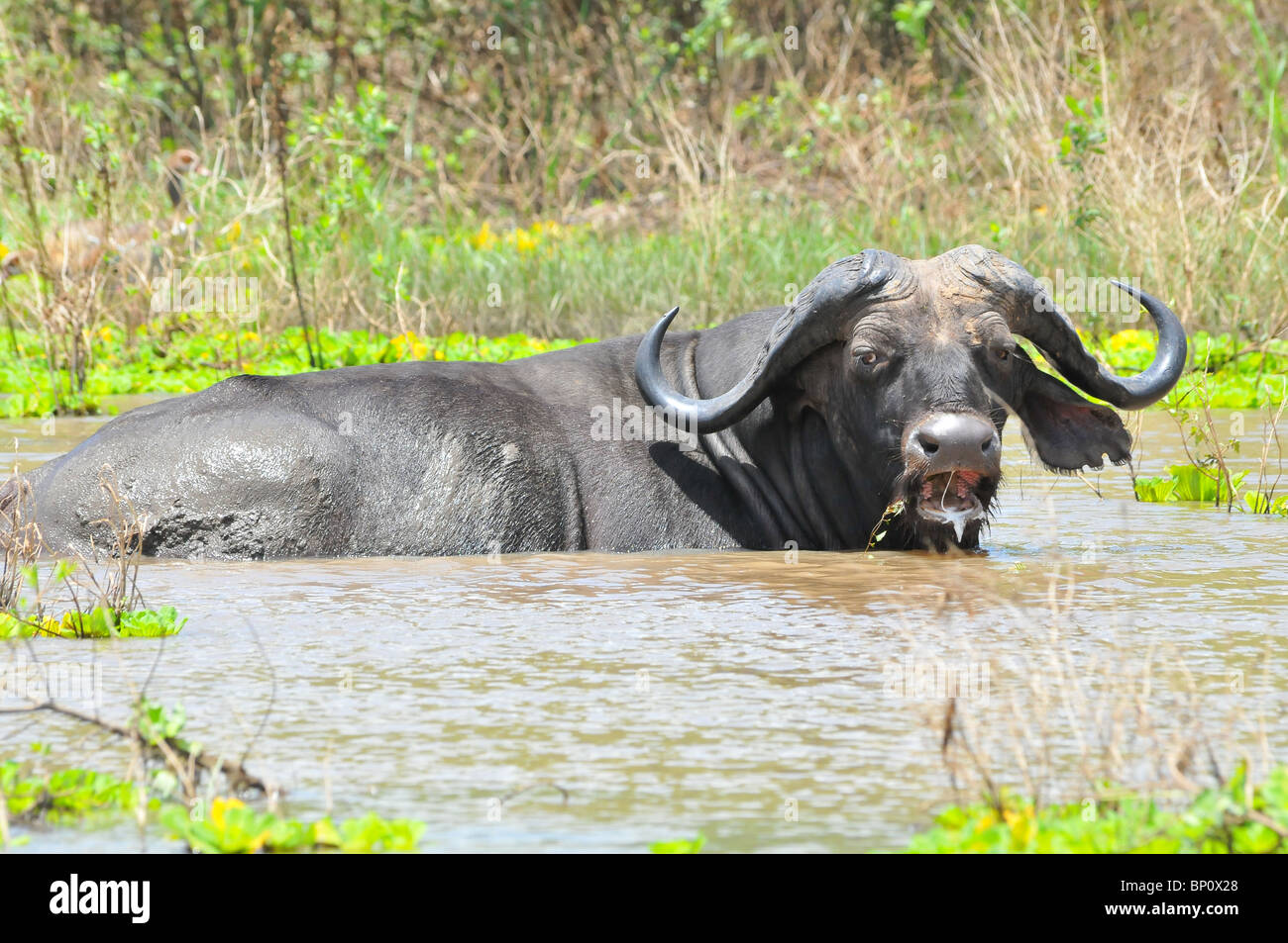 Buffalo in water hi-res stock photography and images - Alamy