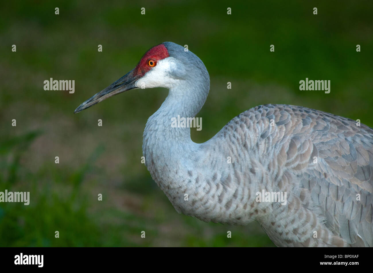 Florida crane hi-res stock photography and images - Alamy