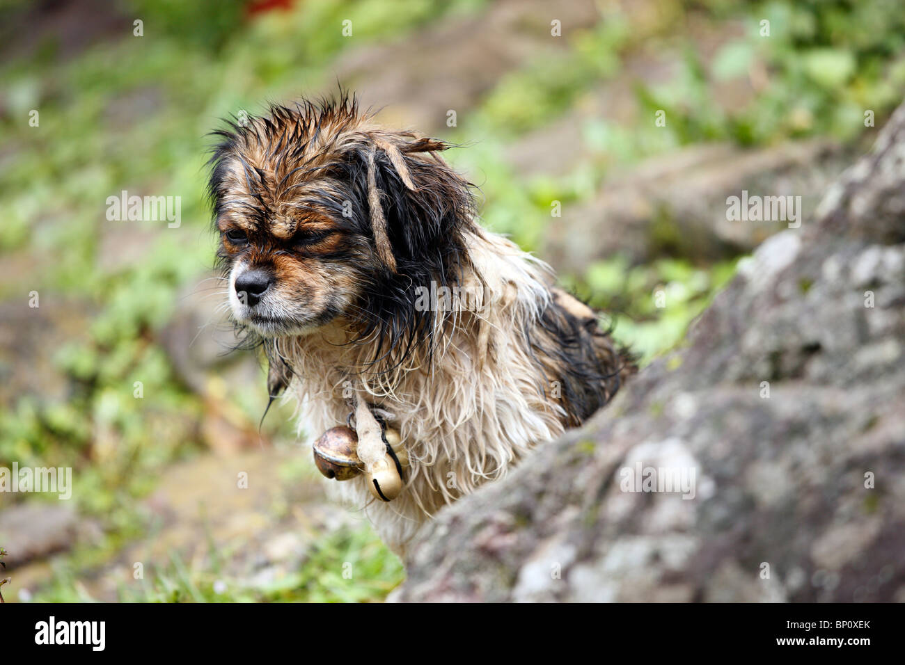 China, Yunnan province, Lijiang, stray dog Stock Photo - Alamy