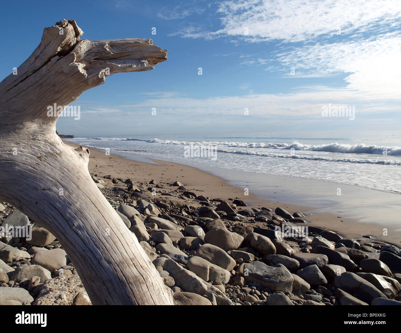 Drift wood tree on the California coast Stock Photo - Alamy
