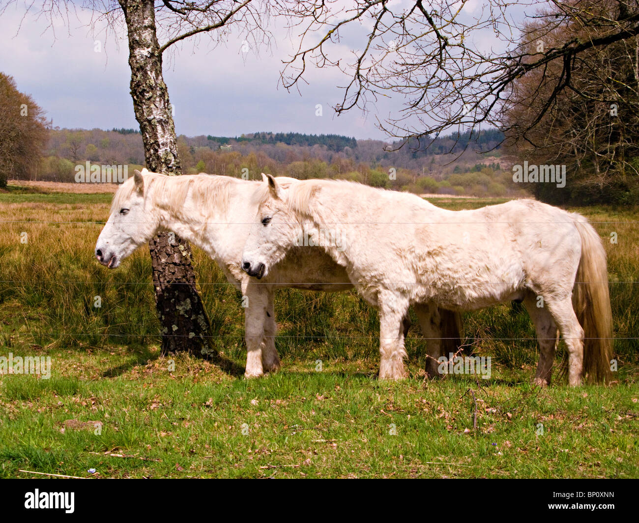 2 white horses Stock Photo - Alamy
