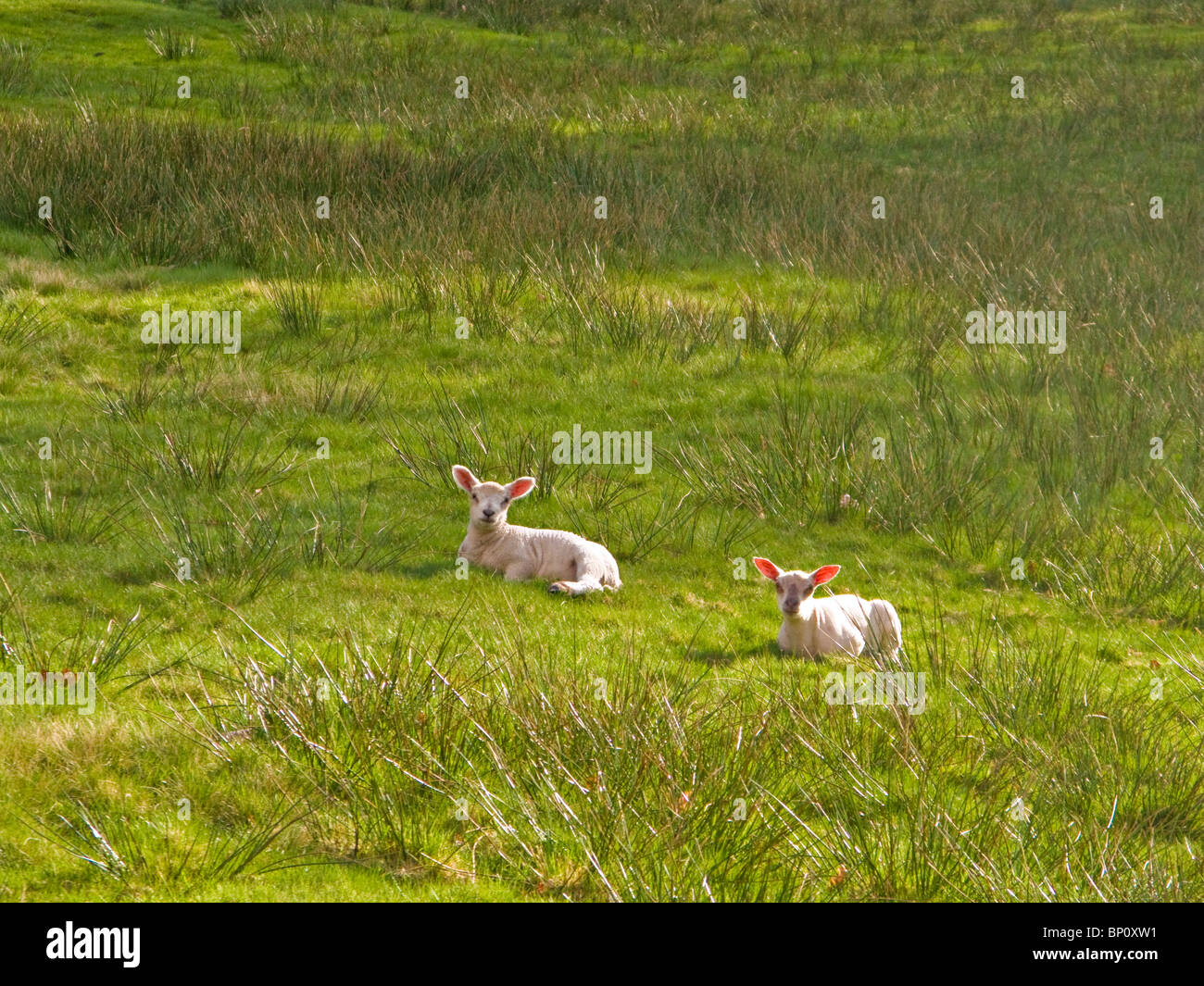 Ovine Race High Resolution Stock Photography and Images - Alamy