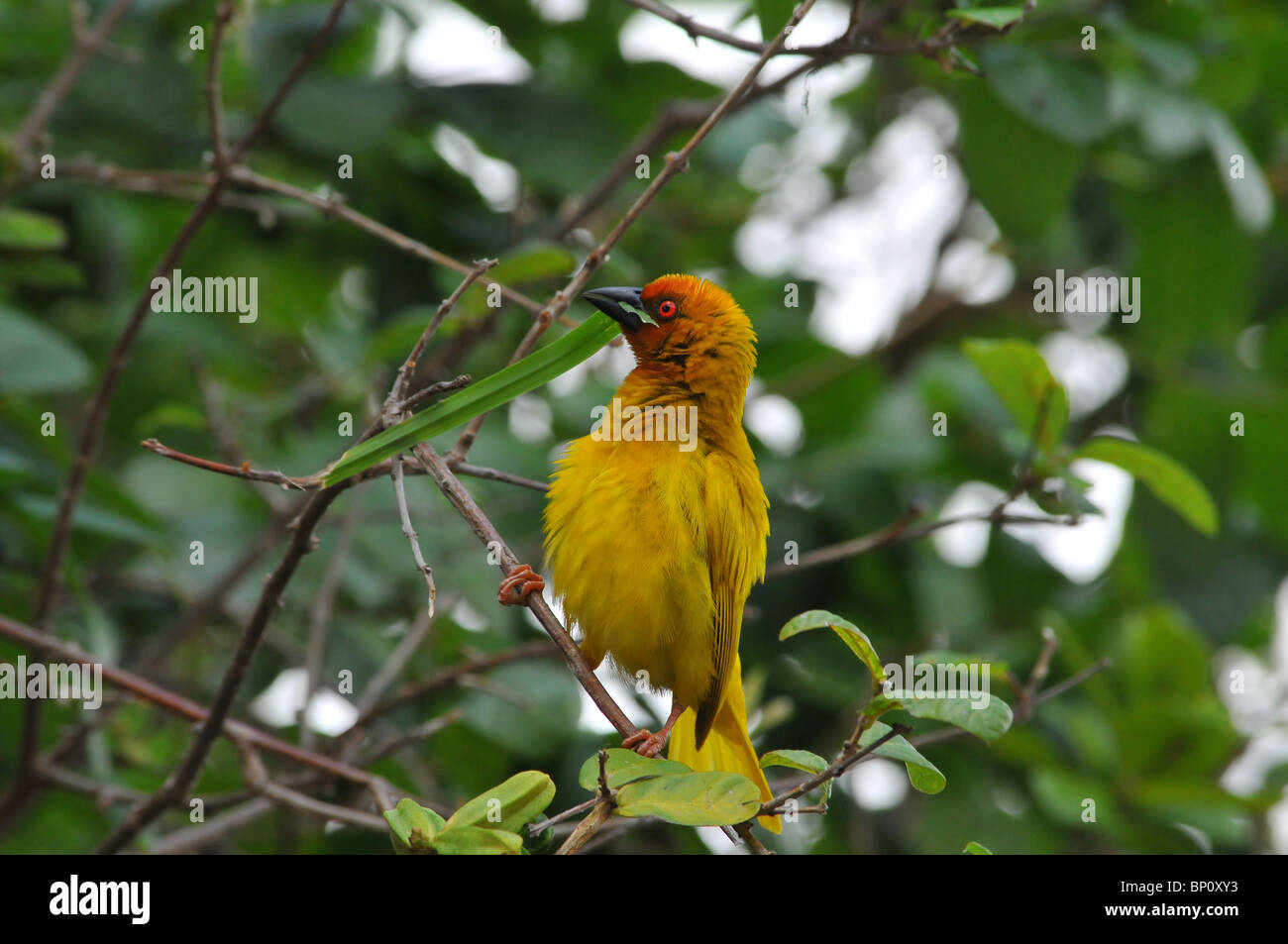 African weaver bird hi-res stock photography and images - Alamy