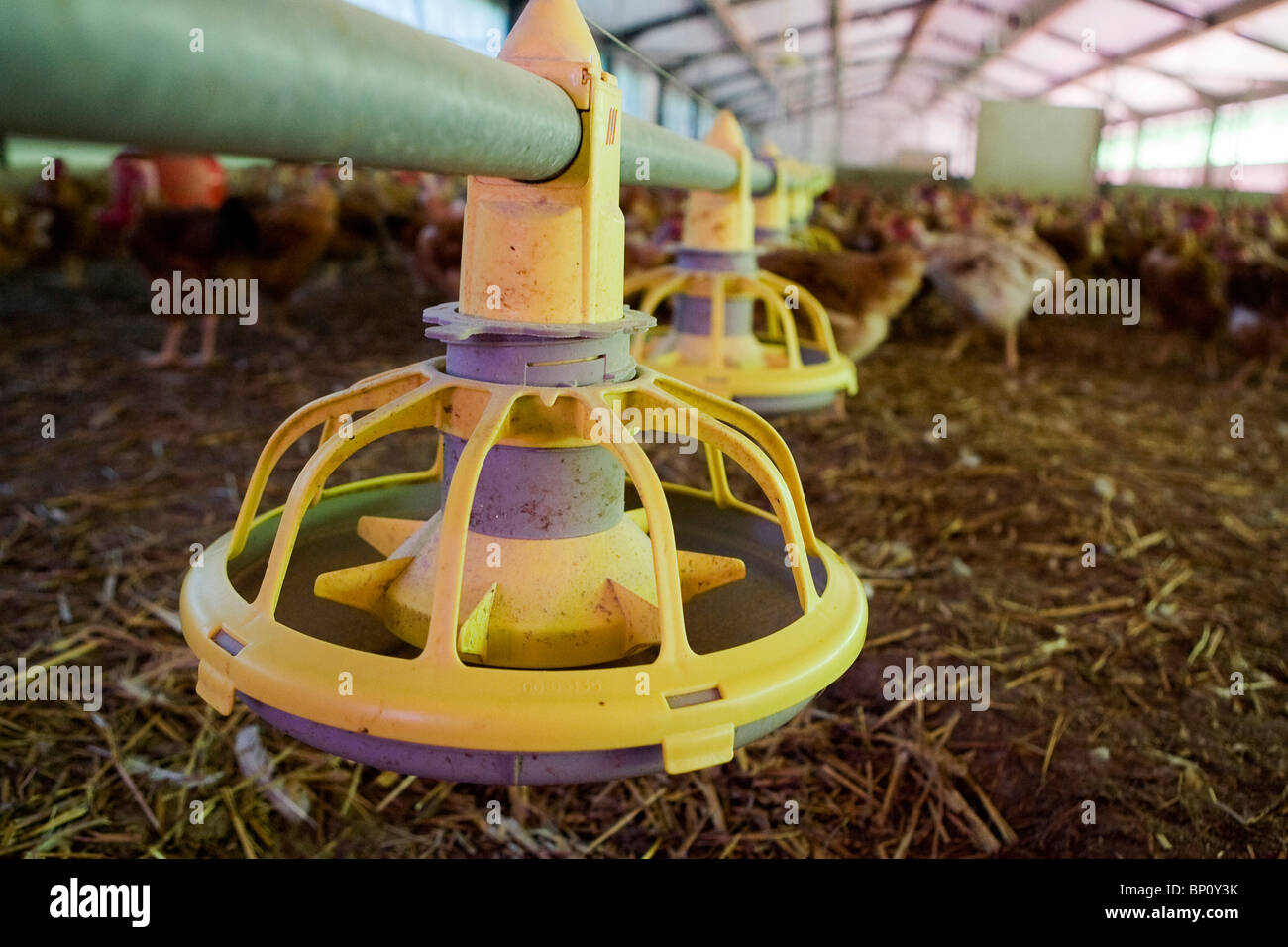 France, Allier, St Angel, poultry farming Stock Photo - Alamy