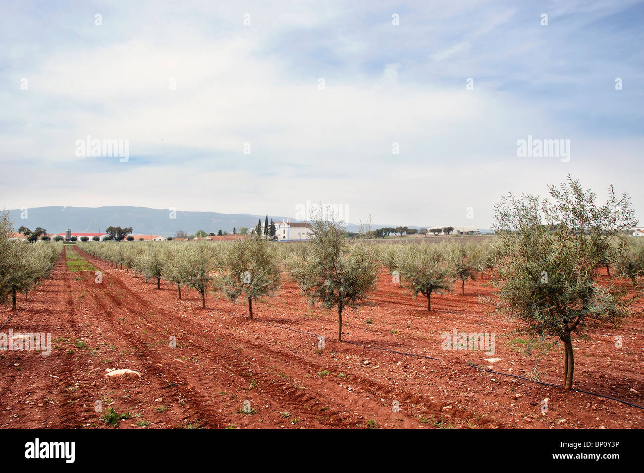 Olive grove with drip irrigation system, Alentejo, Portugal Stock Photo ...