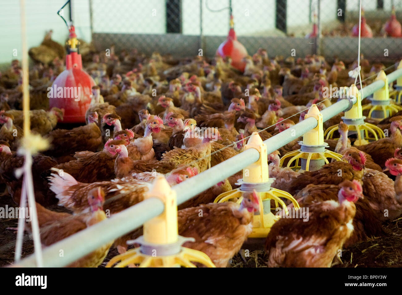France, Allier, St Angel, poultry farming Stock Photo - Alamy
