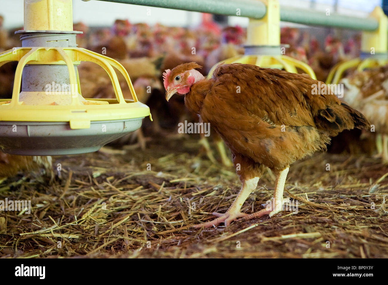 France, Allier, St Angel, poultry farming Stock Photo - Alamy