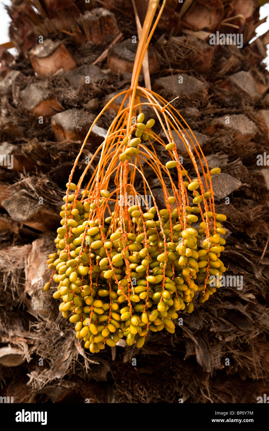 Canary date palm tree hi-res stock photography and images - Alamy