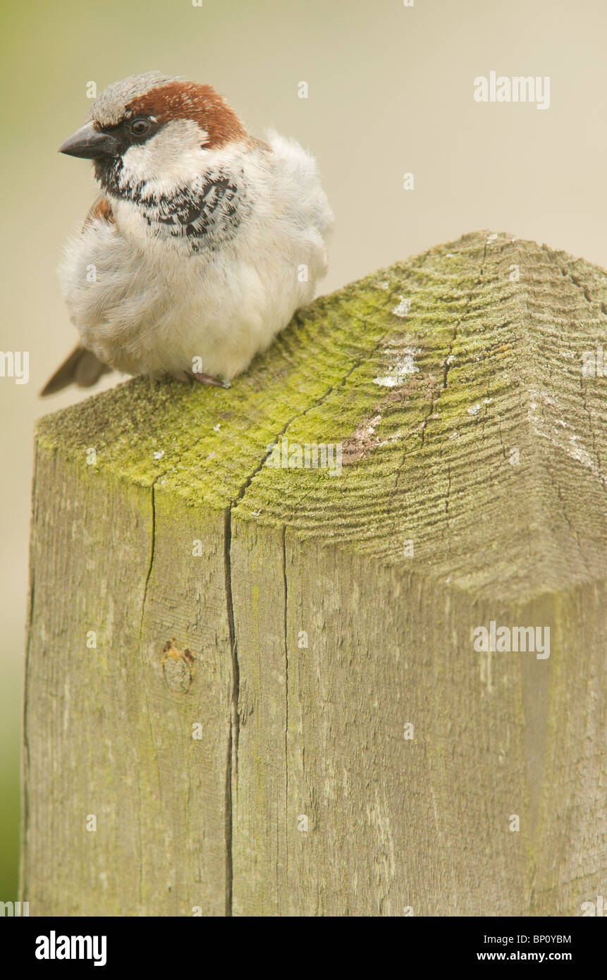 Common house sparrow male hi-res stock photography and images - Alamy