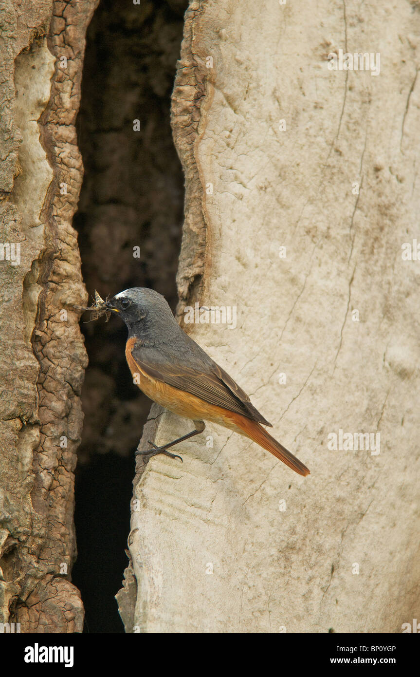 male redstart at the nest Stock Photo - Alamy