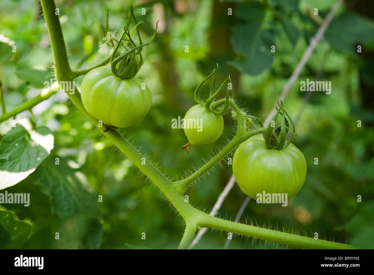 Green tomatoes on vine Stock Photo - Alamy
