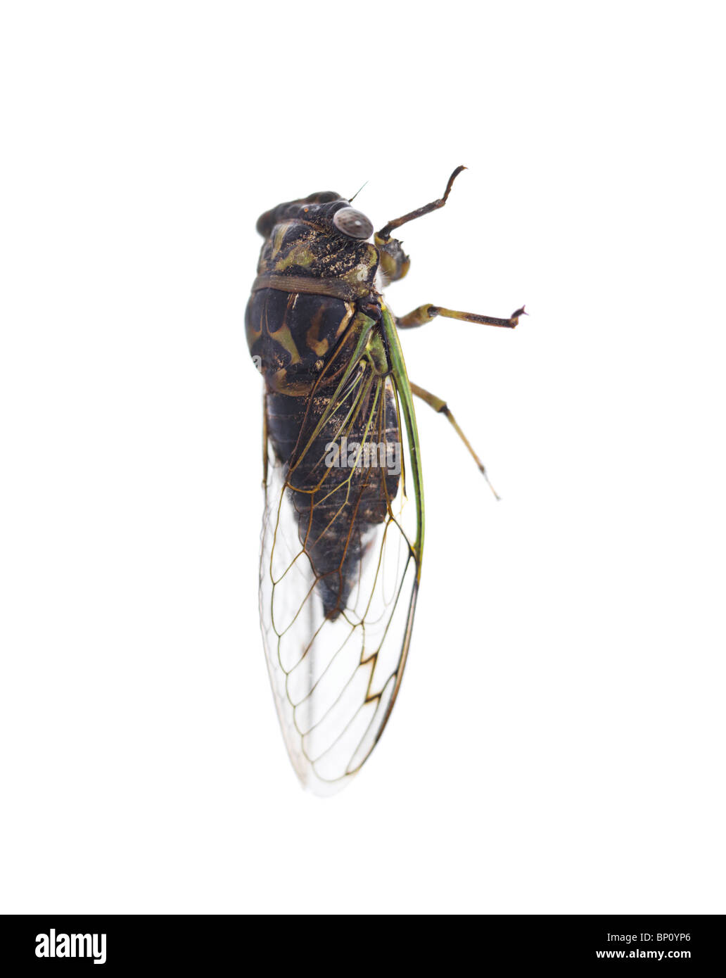 Annual Cicada - Tibicen canicularis isolated on white background ...