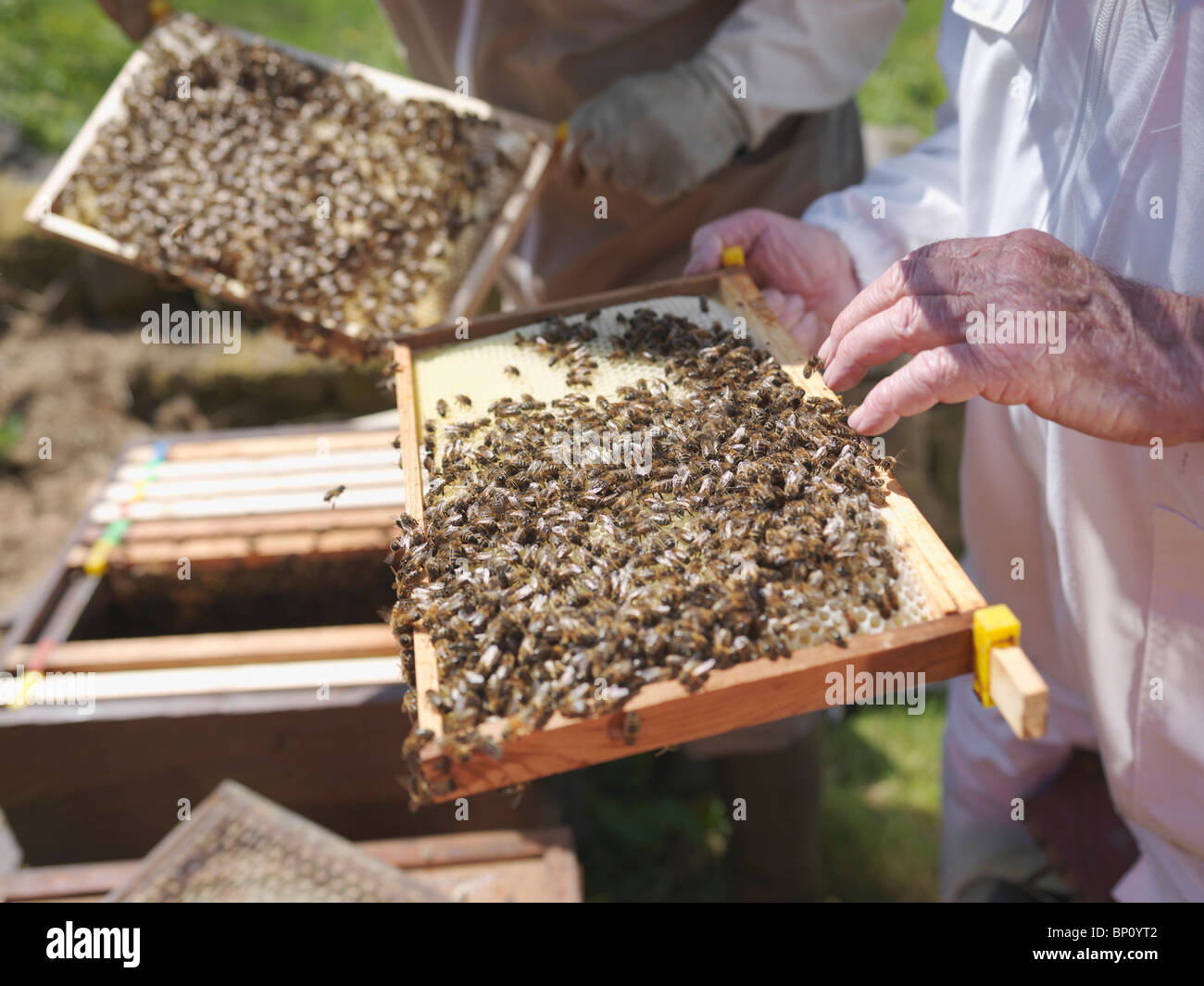 Honey bee combing hi-res stock photography and images - Alamy