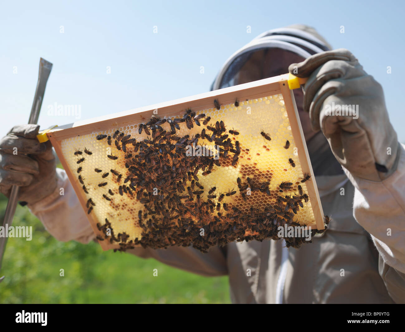 Honey bee combing hi-res stock photography and images - Alamy