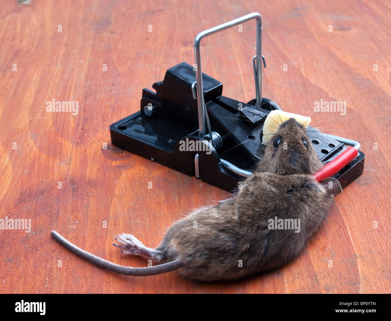 Dead mouse in mousetrap Stock Photo - Alamy