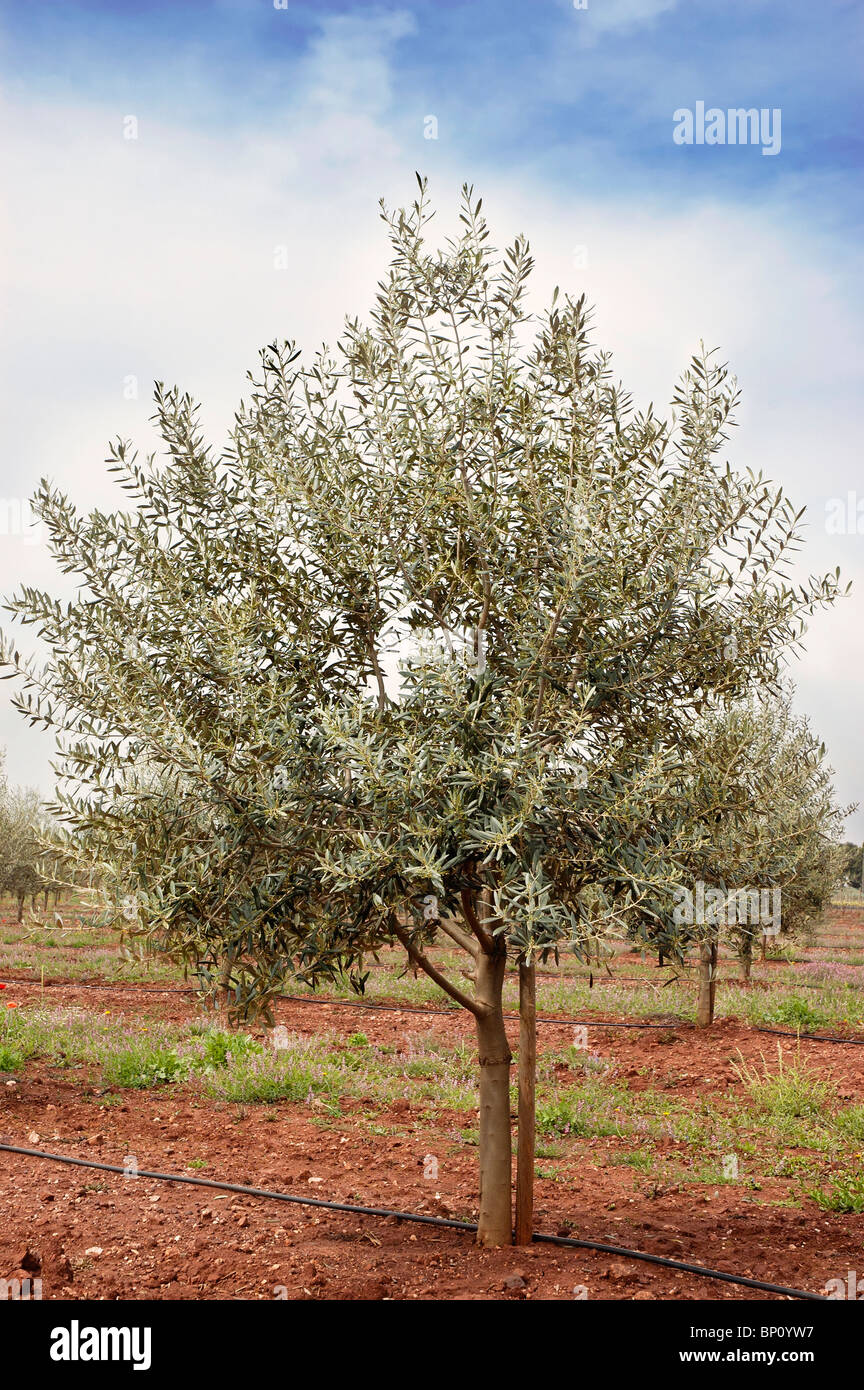 Olive grove with drip irrigation system, Alentejo, Portugal Stock Photo ...