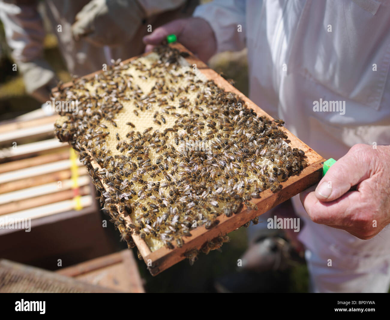 Honey bee combing hi-res stock photography and images - Alamy