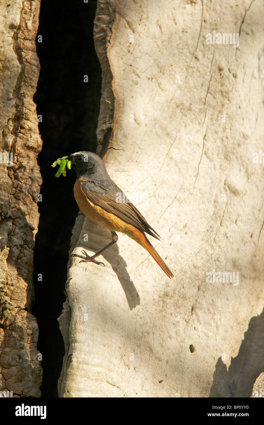 male redstart at the nest Stock Photo - Alamy