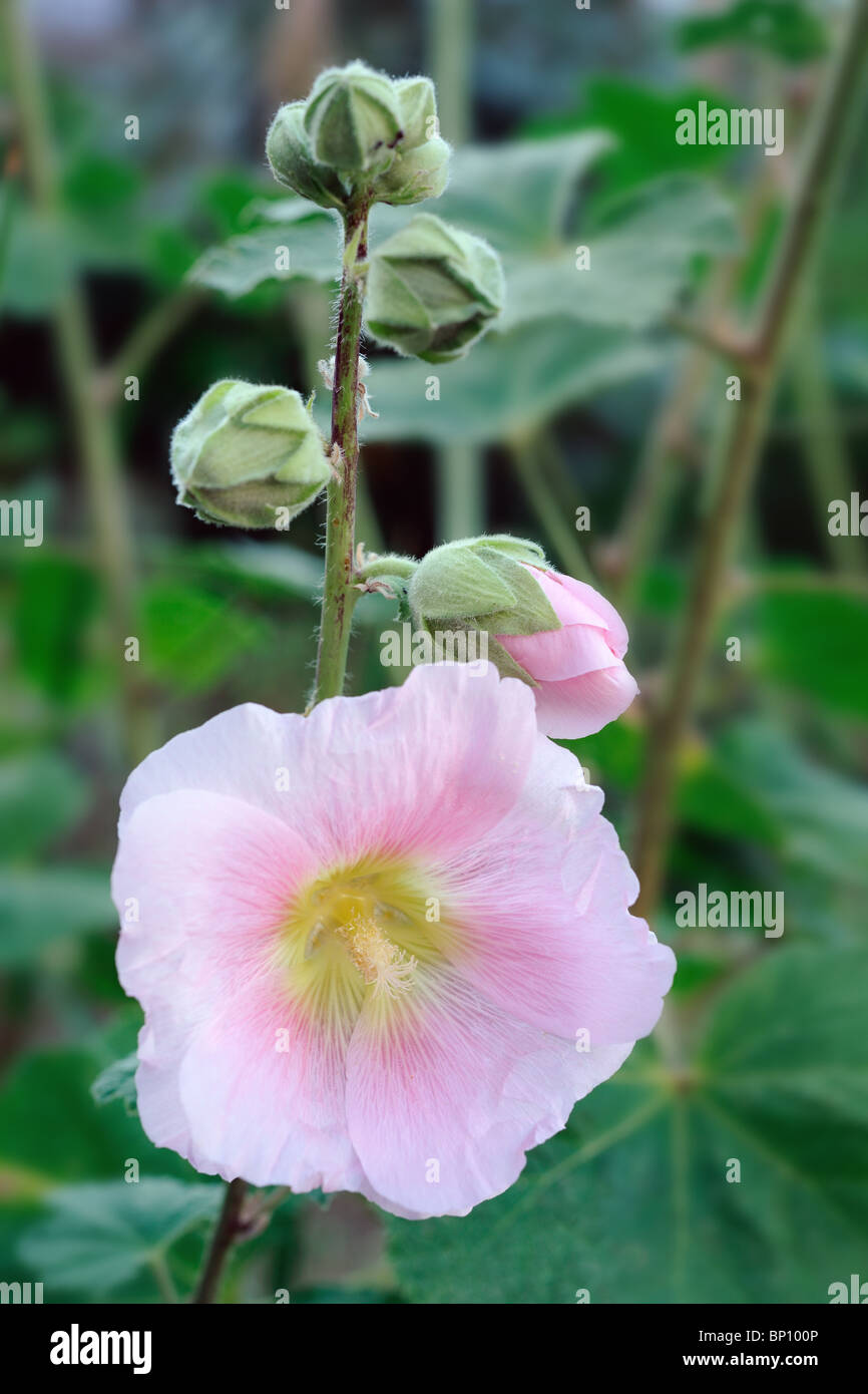 Closeup of pink hollyhock (Alcea rosea Stock Photo - Alamy