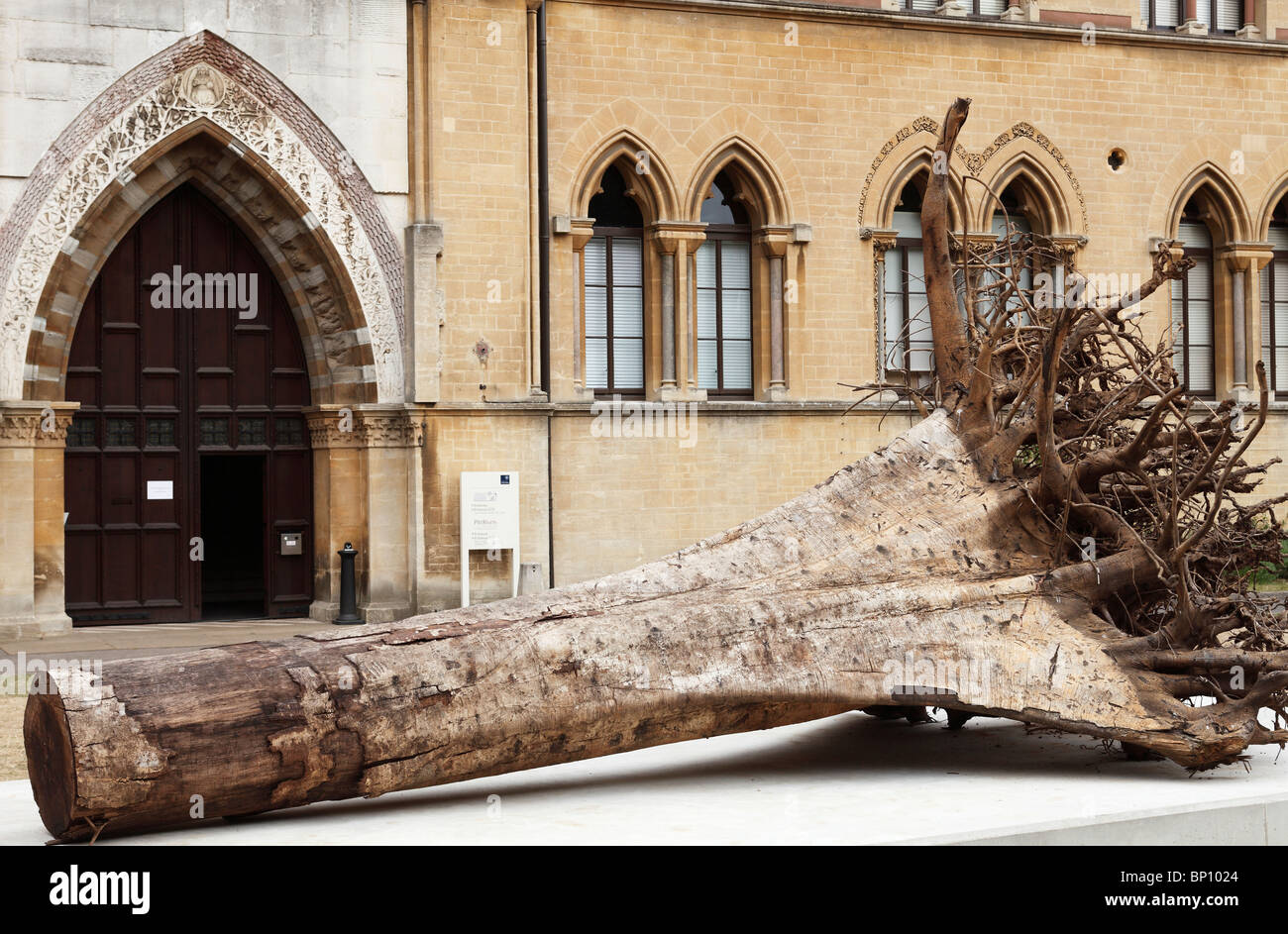 "Ghost Forest" exhibition, tree trunk outside Oxford University Museum ...