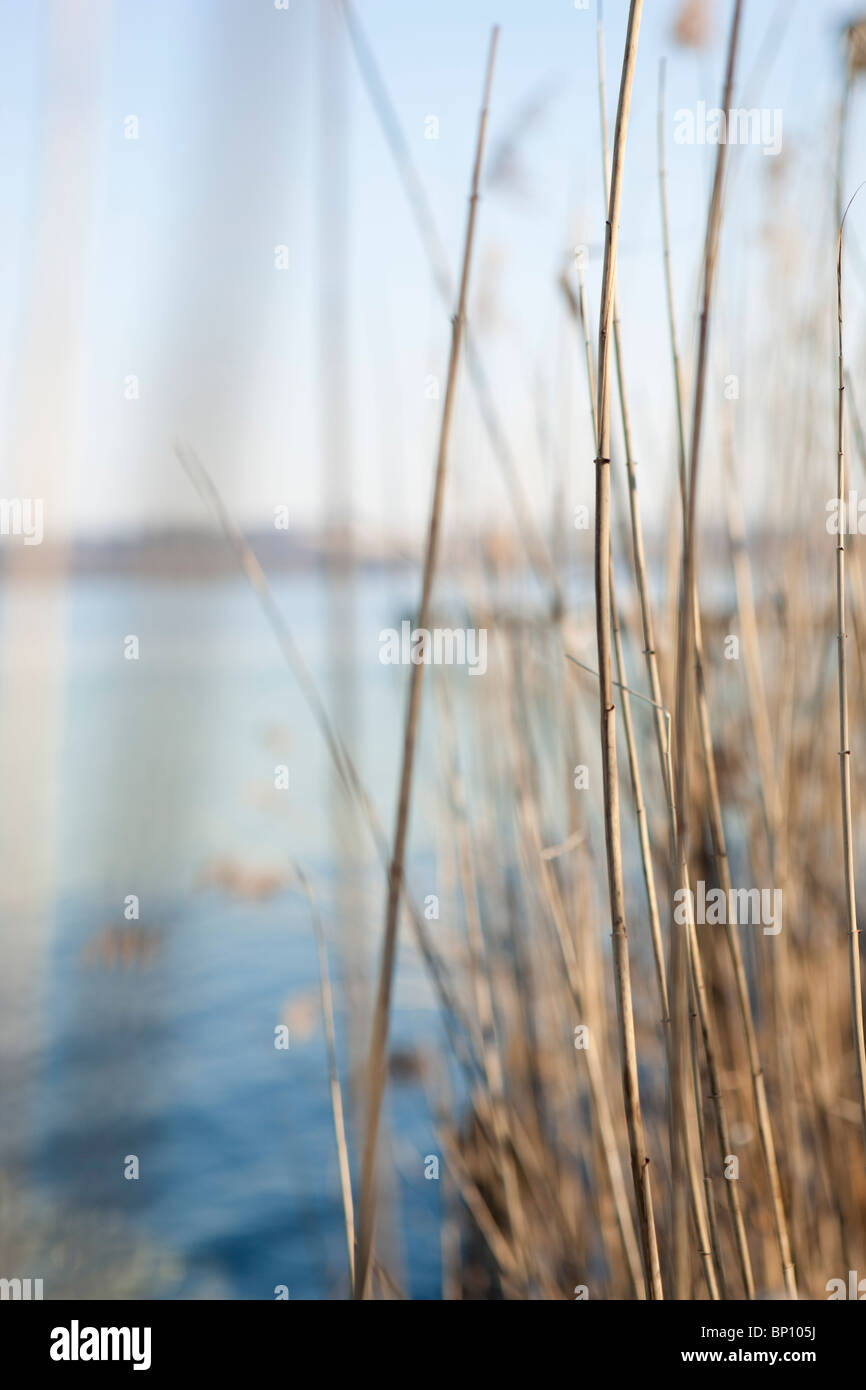 Reed In Water High Resolution Stock Photography and Images - Alamy
