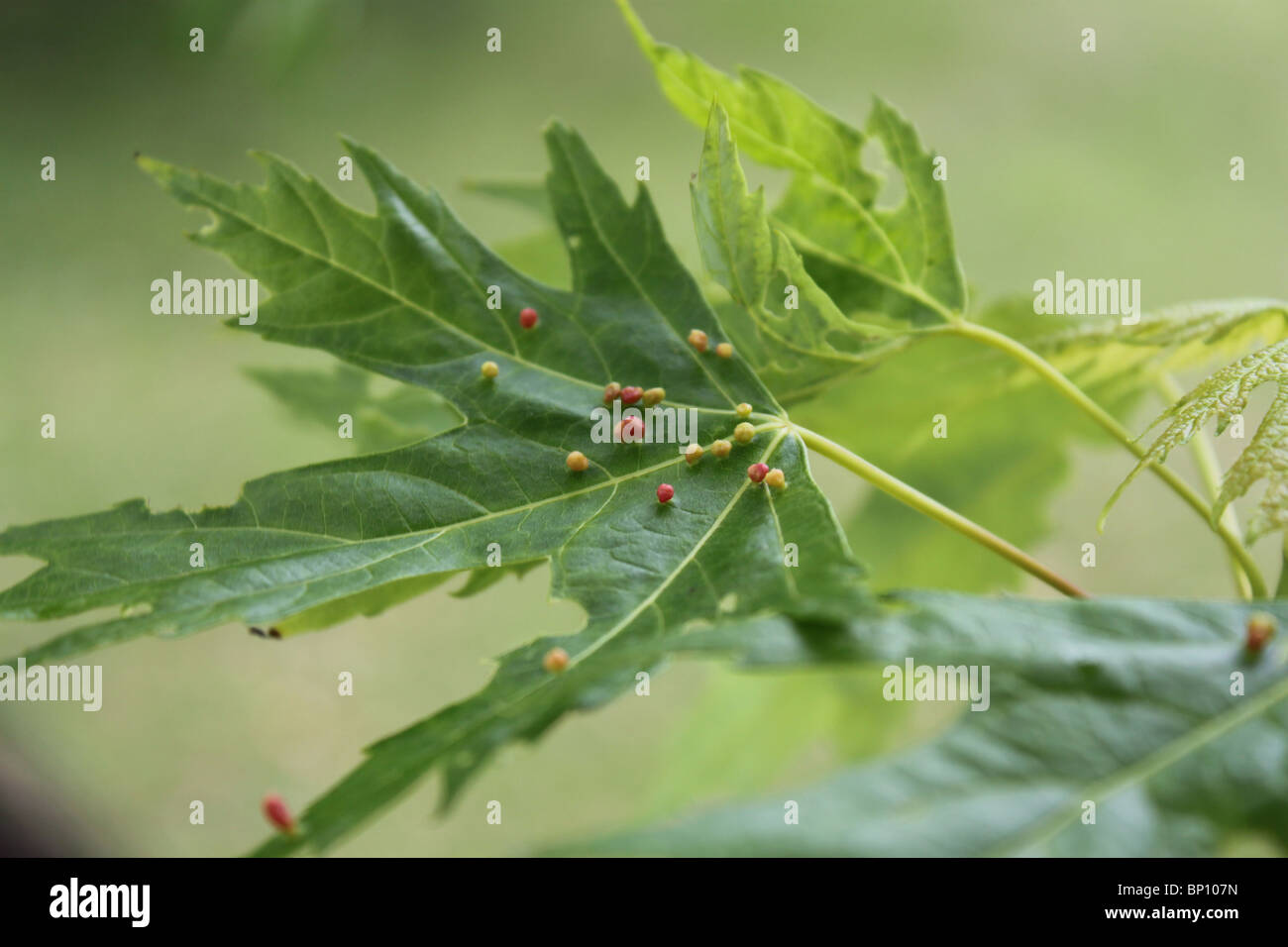 Leaf with seeds Stock Photo - Alamy