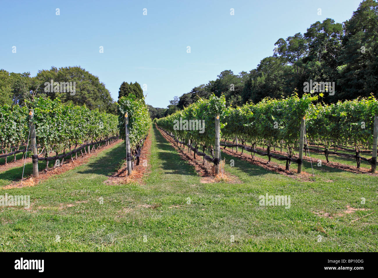 The Old Field Vineyard and Winery on the wine trail of the north fork ...