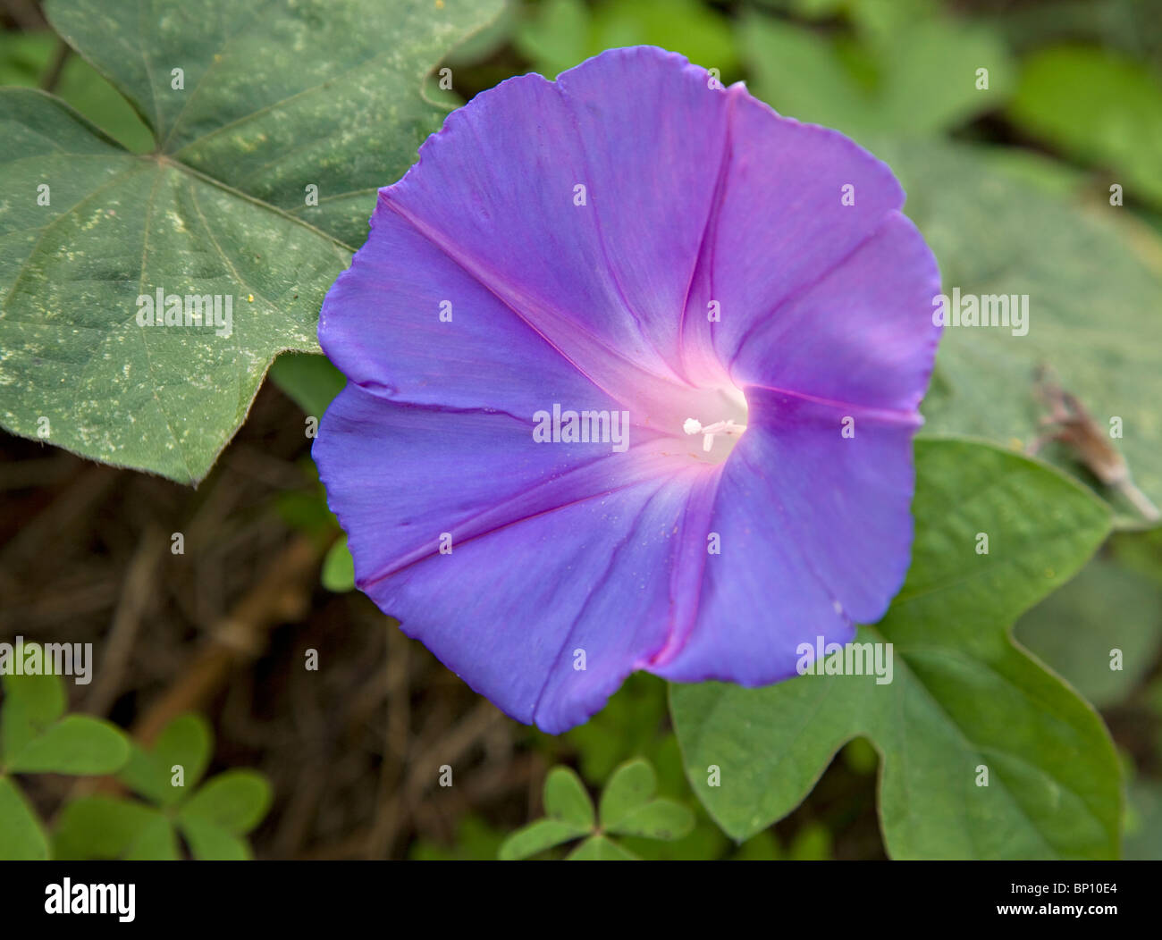 Common morning glory, ipomoea purpurea Stock Photo - Alamy