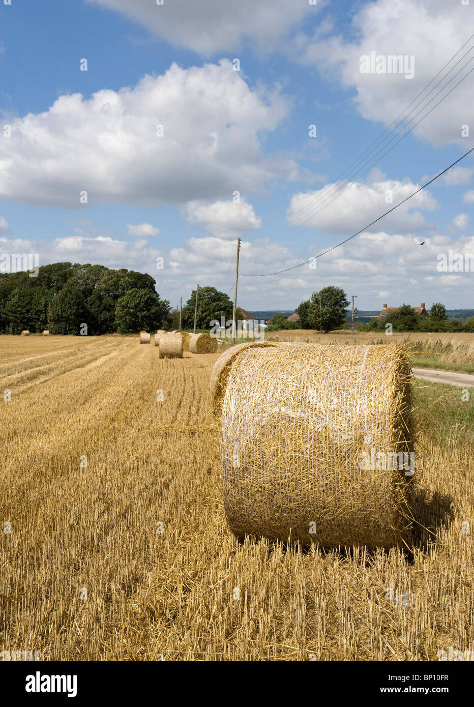 Roundels of Cut Hay at Harvest Time Stock Photo - Alamy